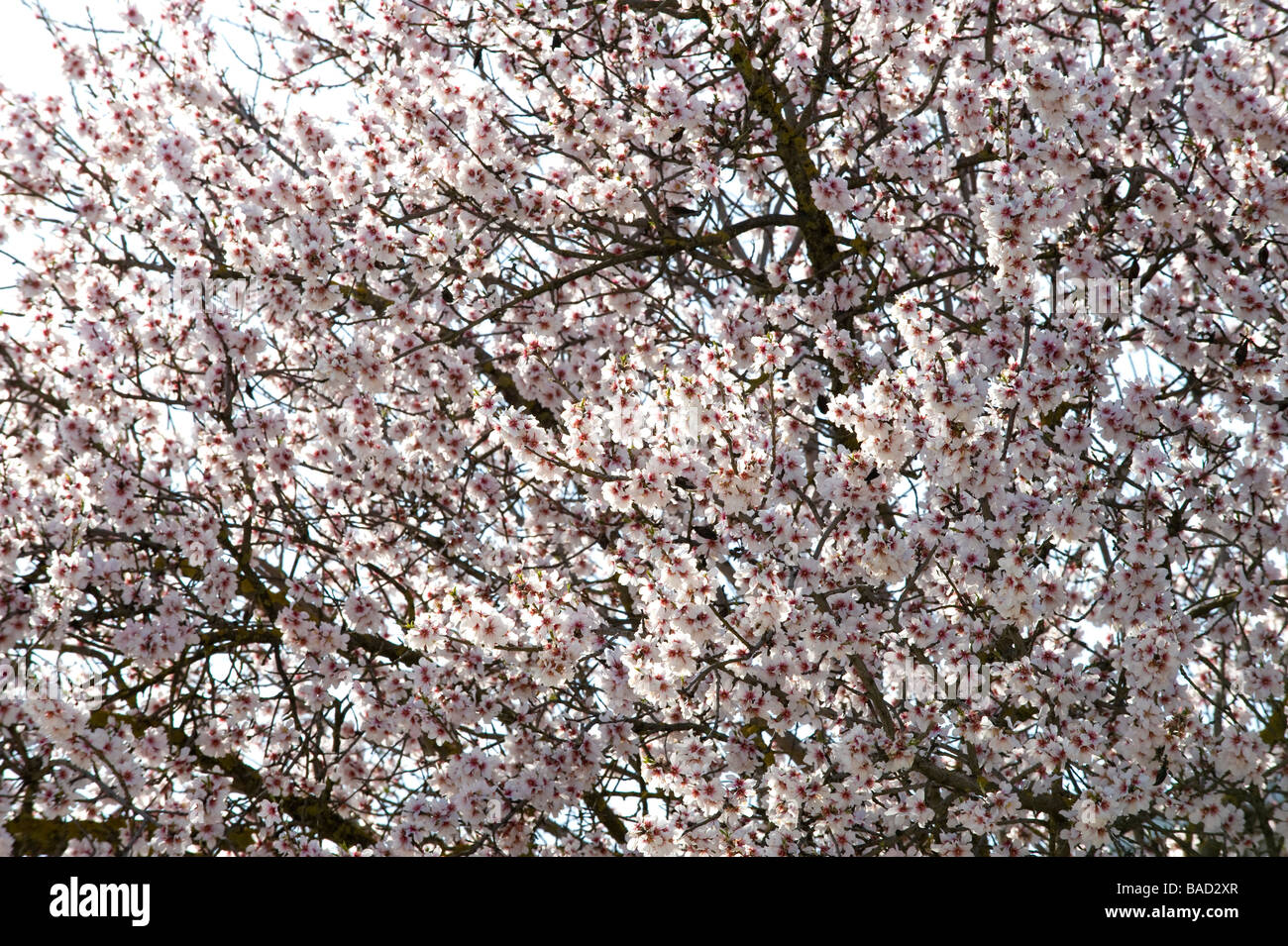 The colors of spring Stock Photo - Alamy