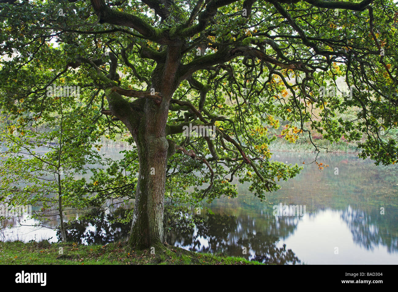 Oak tree at Cannop ponds, Forest of Dean Stock Photo - Alamy