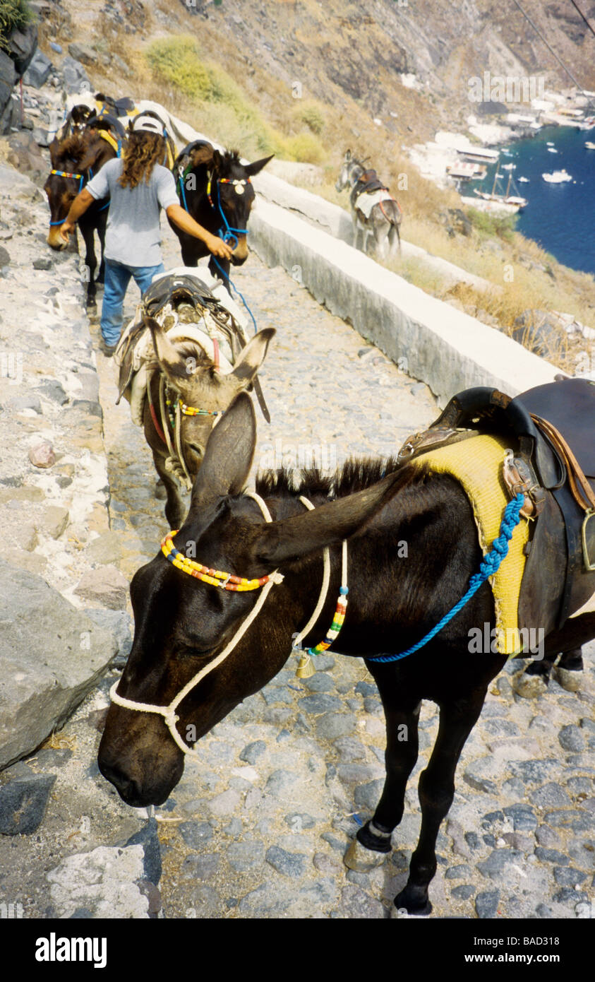 Donkeys ascending the cliff path, up from the harbour at Old Thira ...