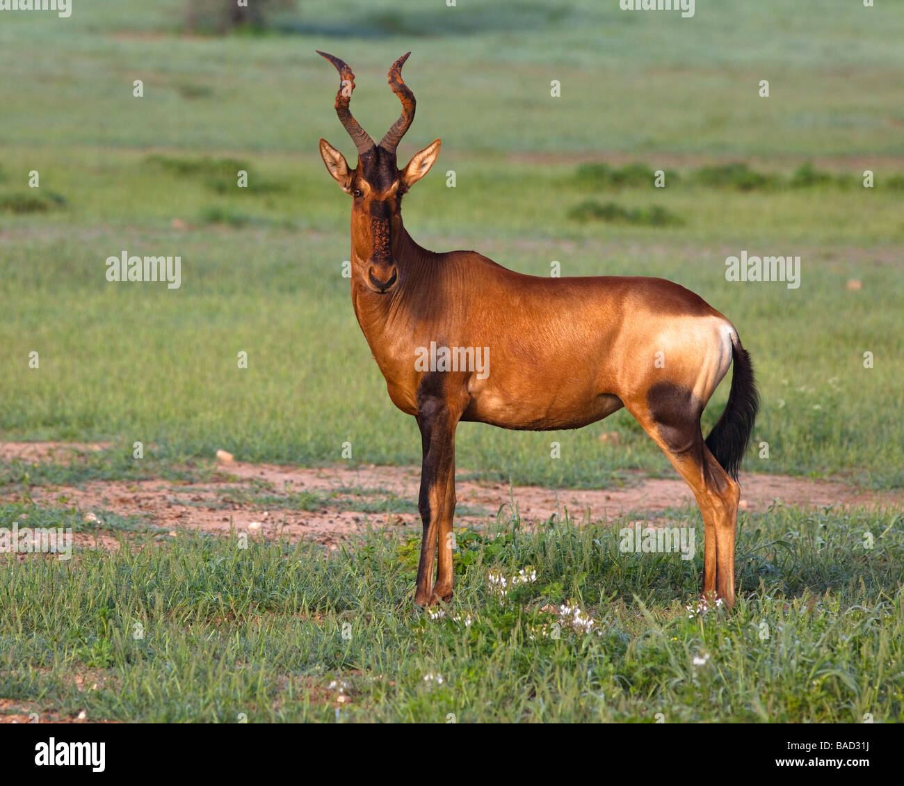 Hartebeest looking hi-res stock photography and images - Alamy