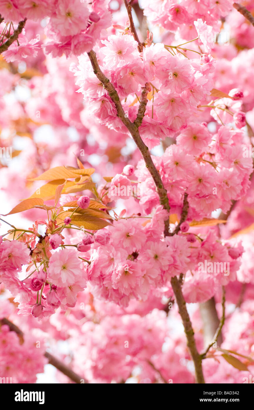 A photo of pink cherry blossom in spring Stock Photo - Alamy