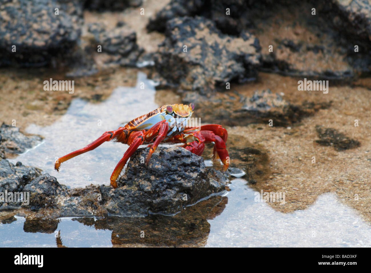 Sally Lightfoot crab (Grapus Grapus). Dragon Hill, Santa Cruz Island ...