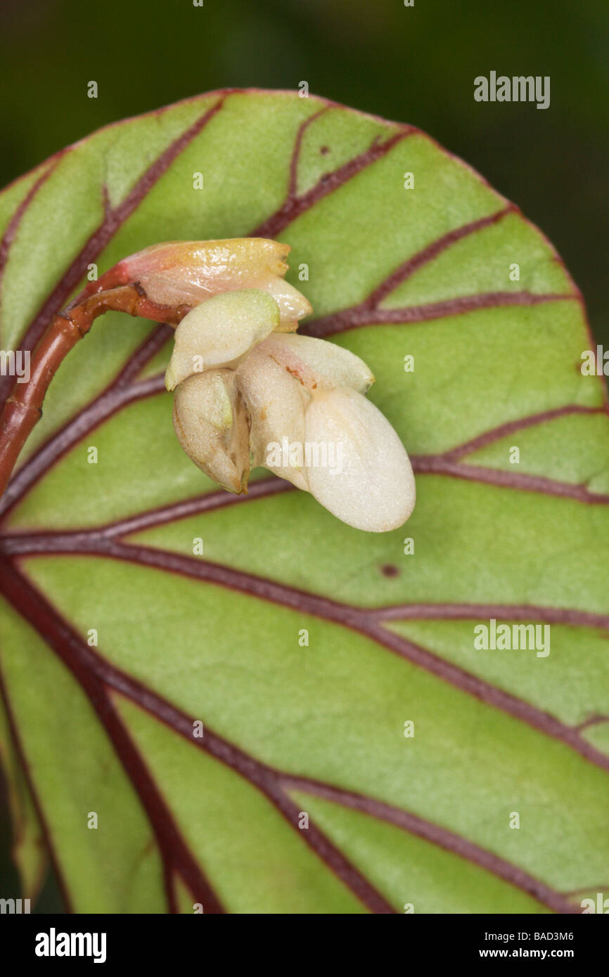 Begonia sp Flower and leaf Kinabalu Nat Park Sabah Borneo Malaysia ...