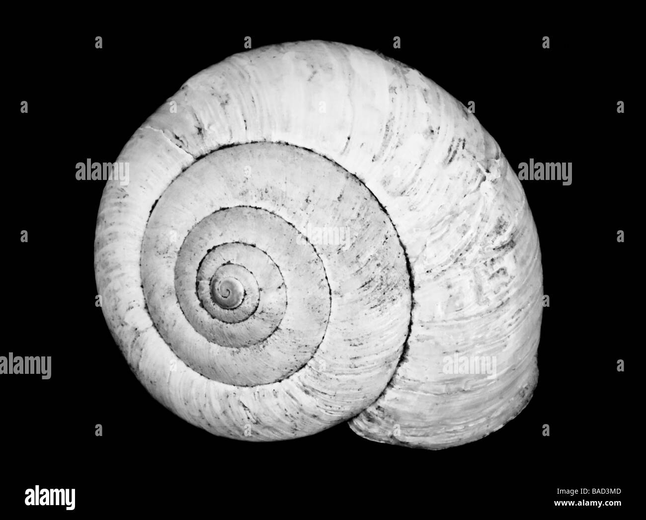 Portrait of a Sea Whelk Shell on a Black Background Stock Photo - Alamy