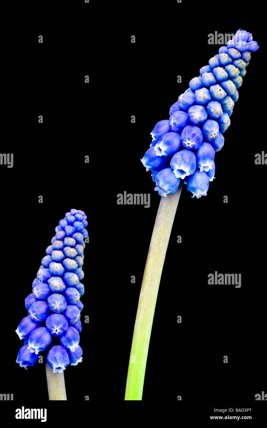 Two Blue Vibrant Grape Hyacinth (Blue Spike) Flowers on a Black ...