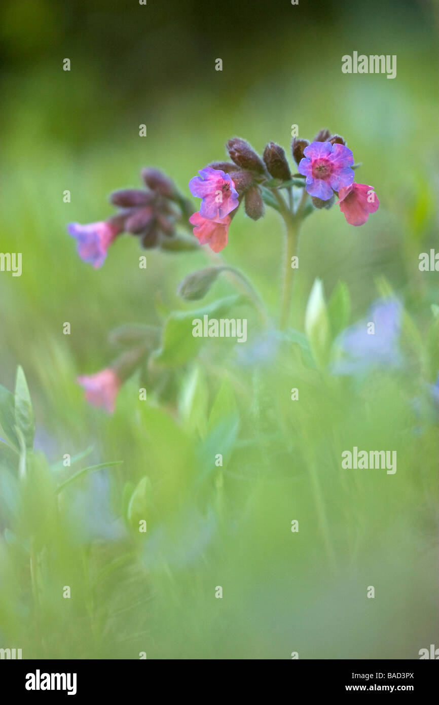 Green leaf ground cover with purple flower hi-res stock photography and ...