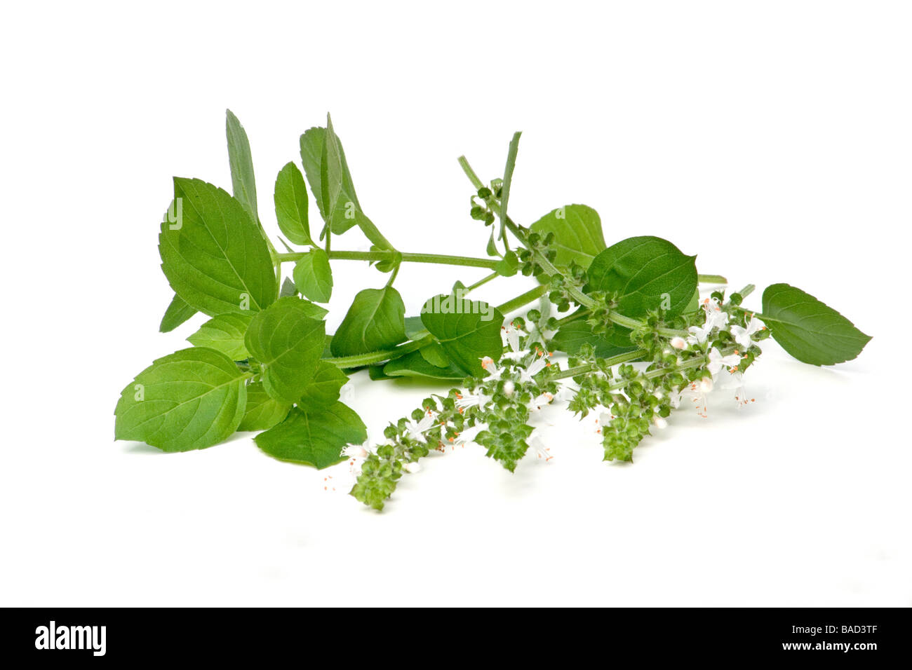 Plant with fragrance Cut Out Stock Images & Pictures - Alamy