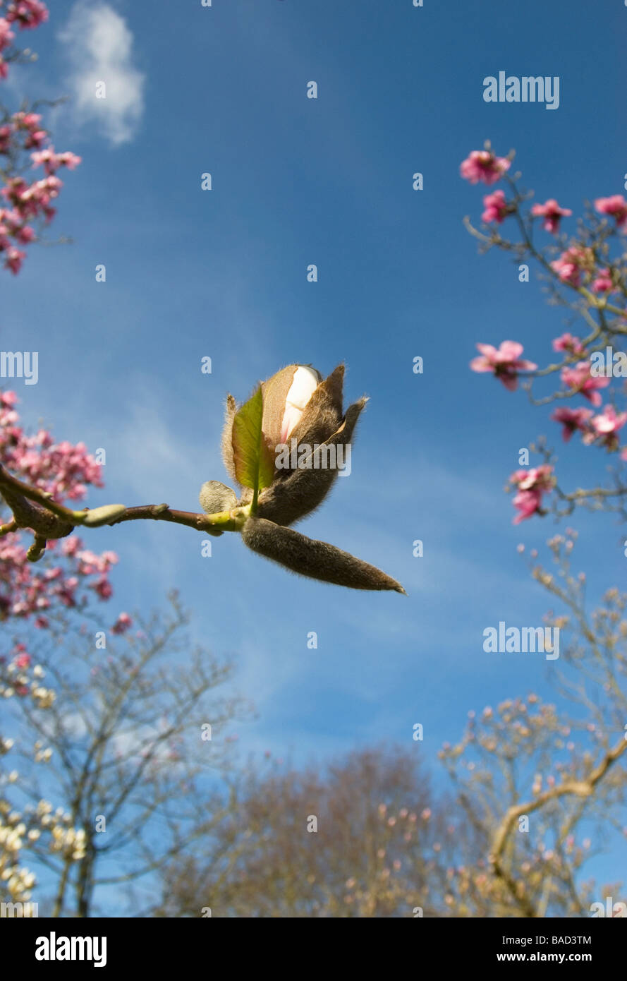 Opening magnolia flowers hi-res stock photography and images - Alamy