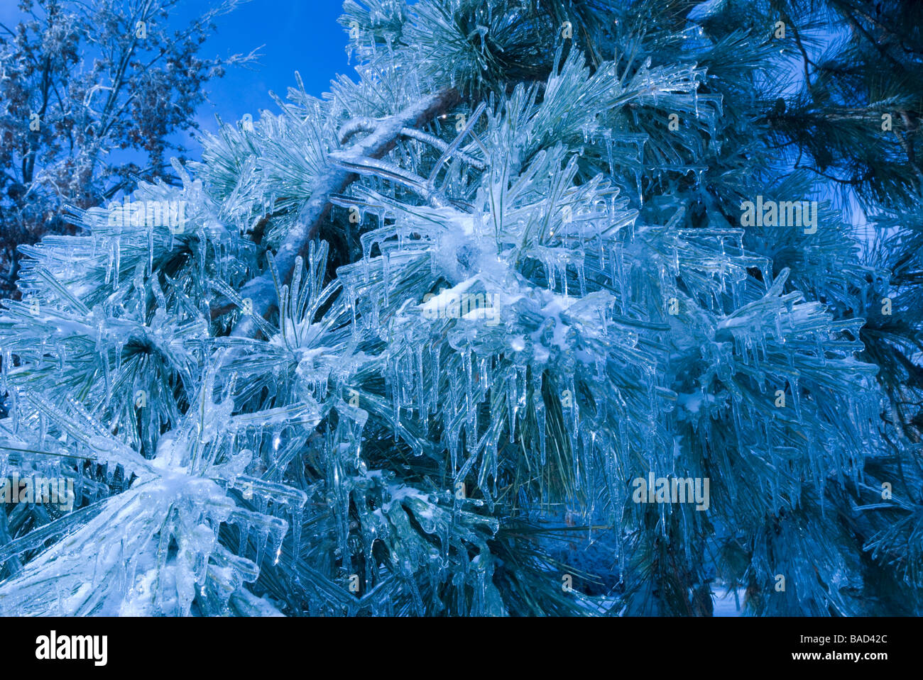 Ice coating tree branches from freezing rain in Indiana Stock Photo - Alamy