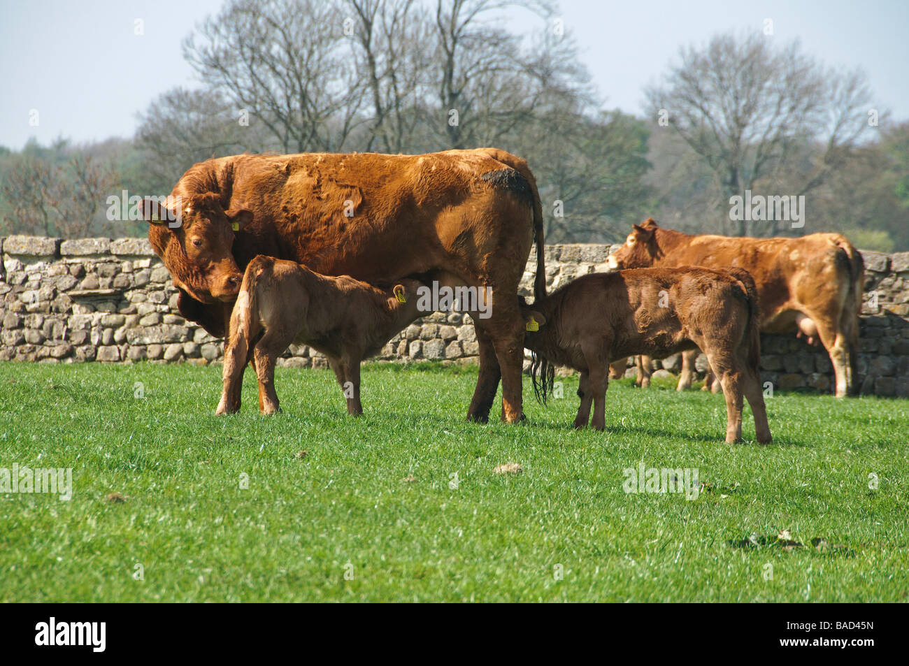Will the cow spot the cheating calf? Only one calf belongs to her, yet ...