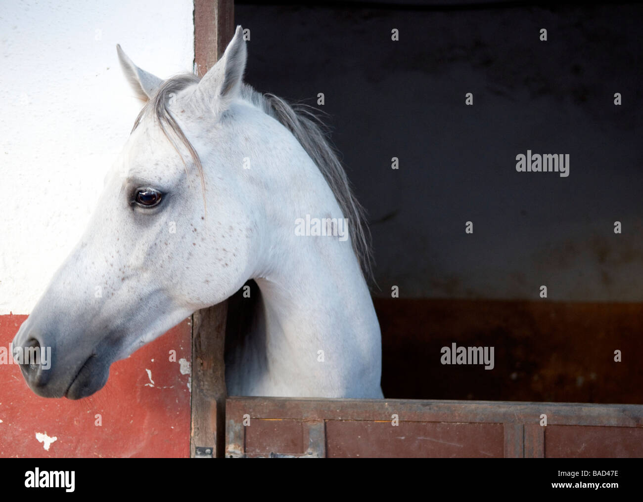 Equidae hi-res stock photography and images - Alamy