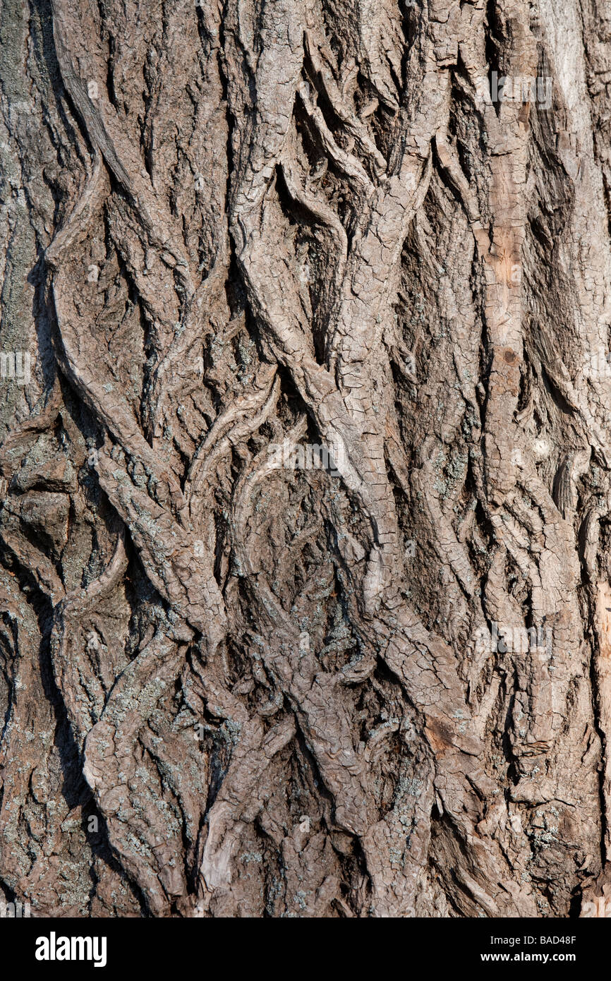 Striation texture hi-res stock photography and images - Alamy