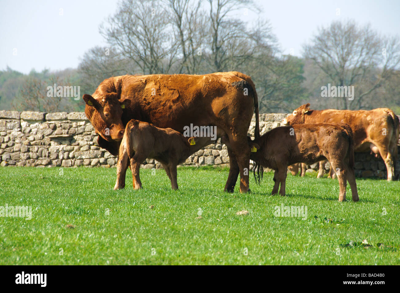 Two calves drinking from mom, one is an intruder Stock Photo - Alamy