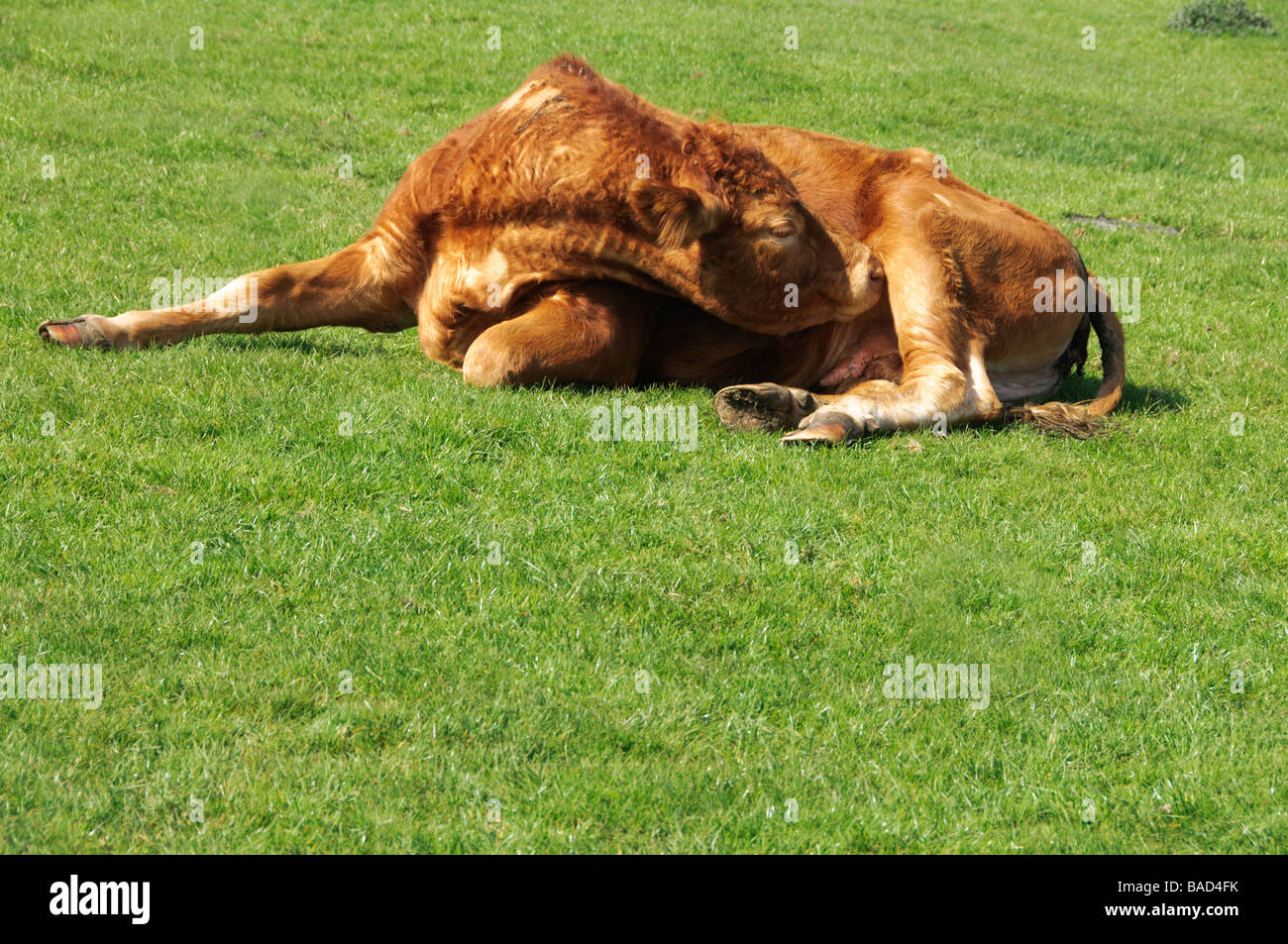 A cow taking a nap Stock Photo - Alamy