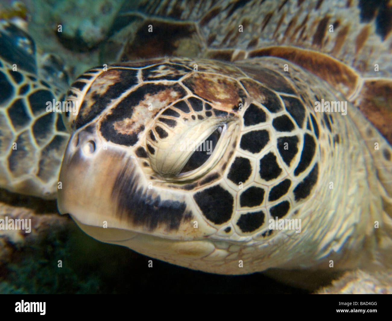 Green Turtle's Head Close Up Stock Photo - Alamy