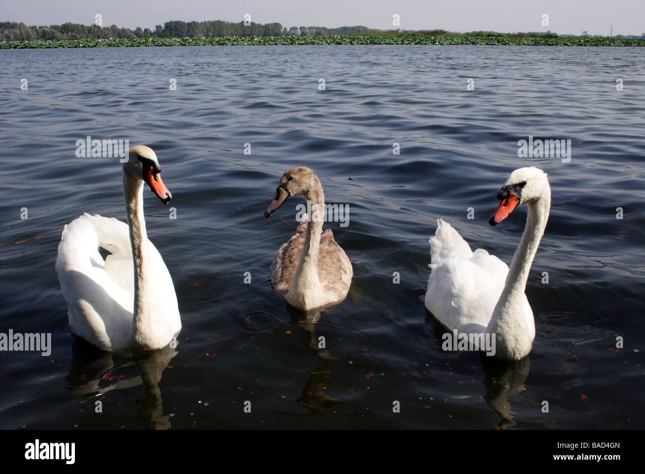 Family of lombardy hi-res stock photography and images - Alamy