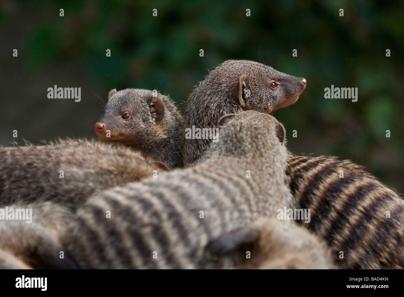 Group of Banded Mongoose Stock Photo - Alamy
