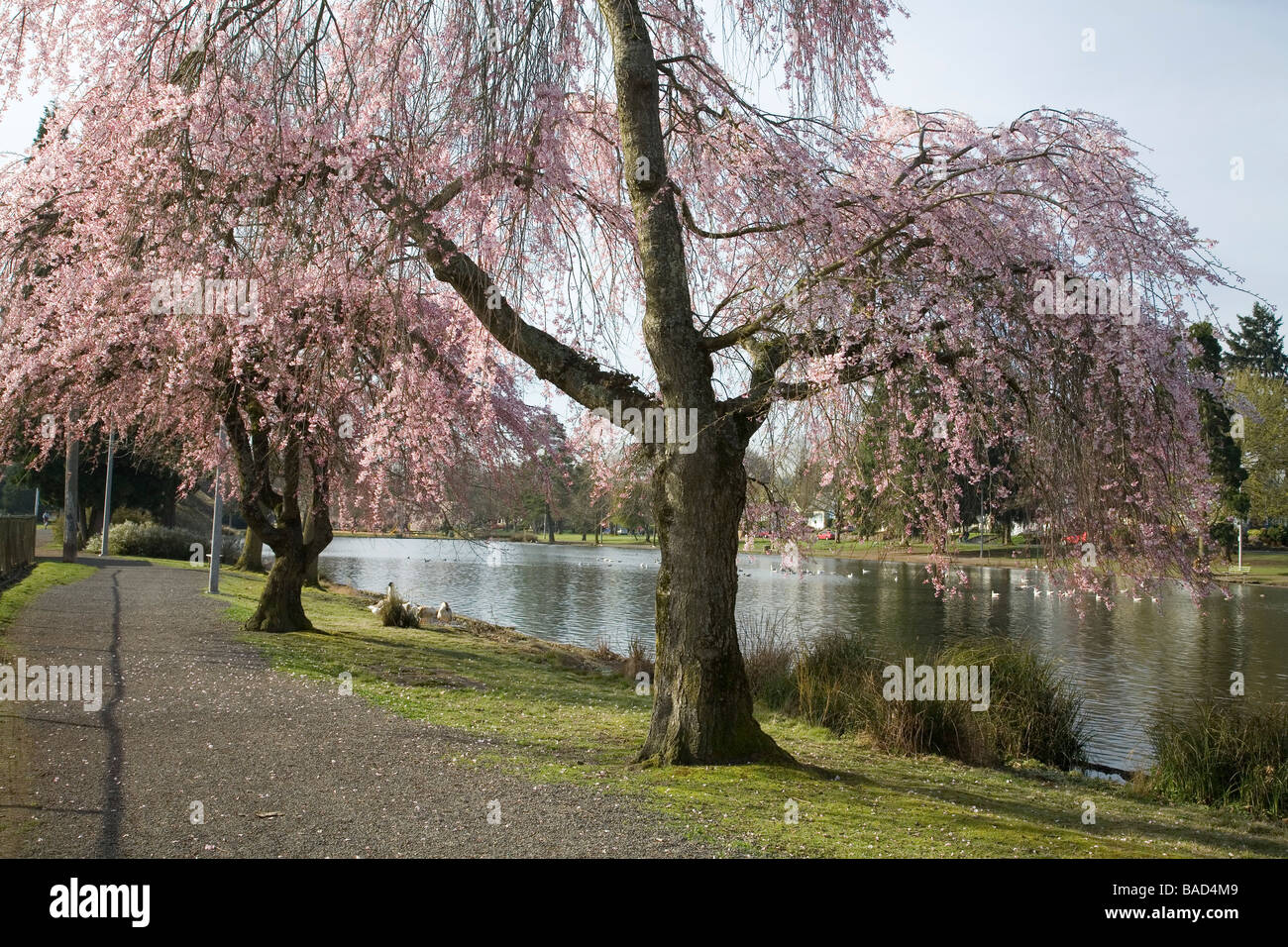 Usa Oregon Portland Cherry Blossoms High Resolution Stock Photography ...