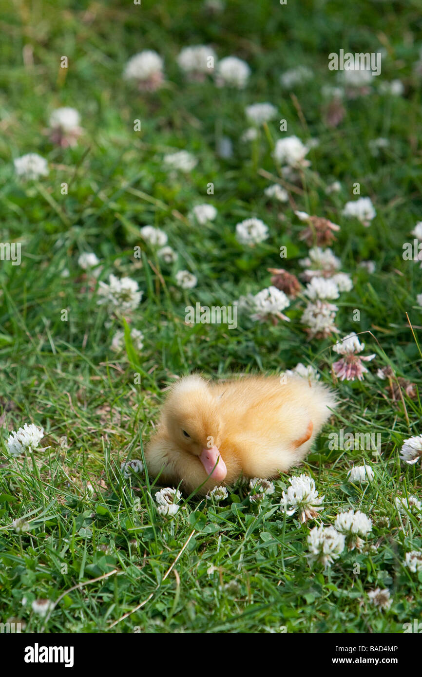Cotswold duck hi-res stock photography and images - Alamy