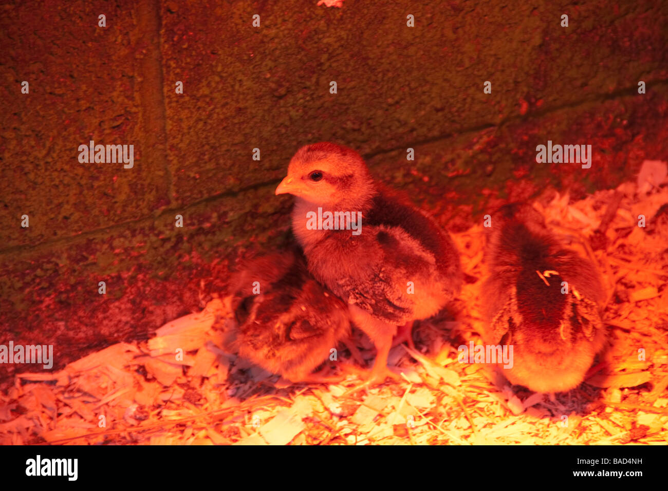 Chicks under infrared heat light Stock Photo - Alamy