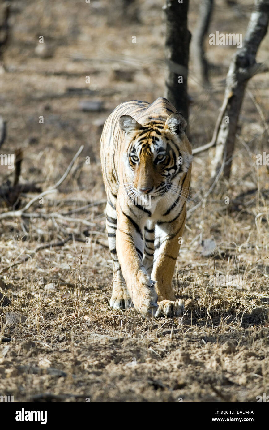 Tigress walking hi-res stock photography and images - Alamy