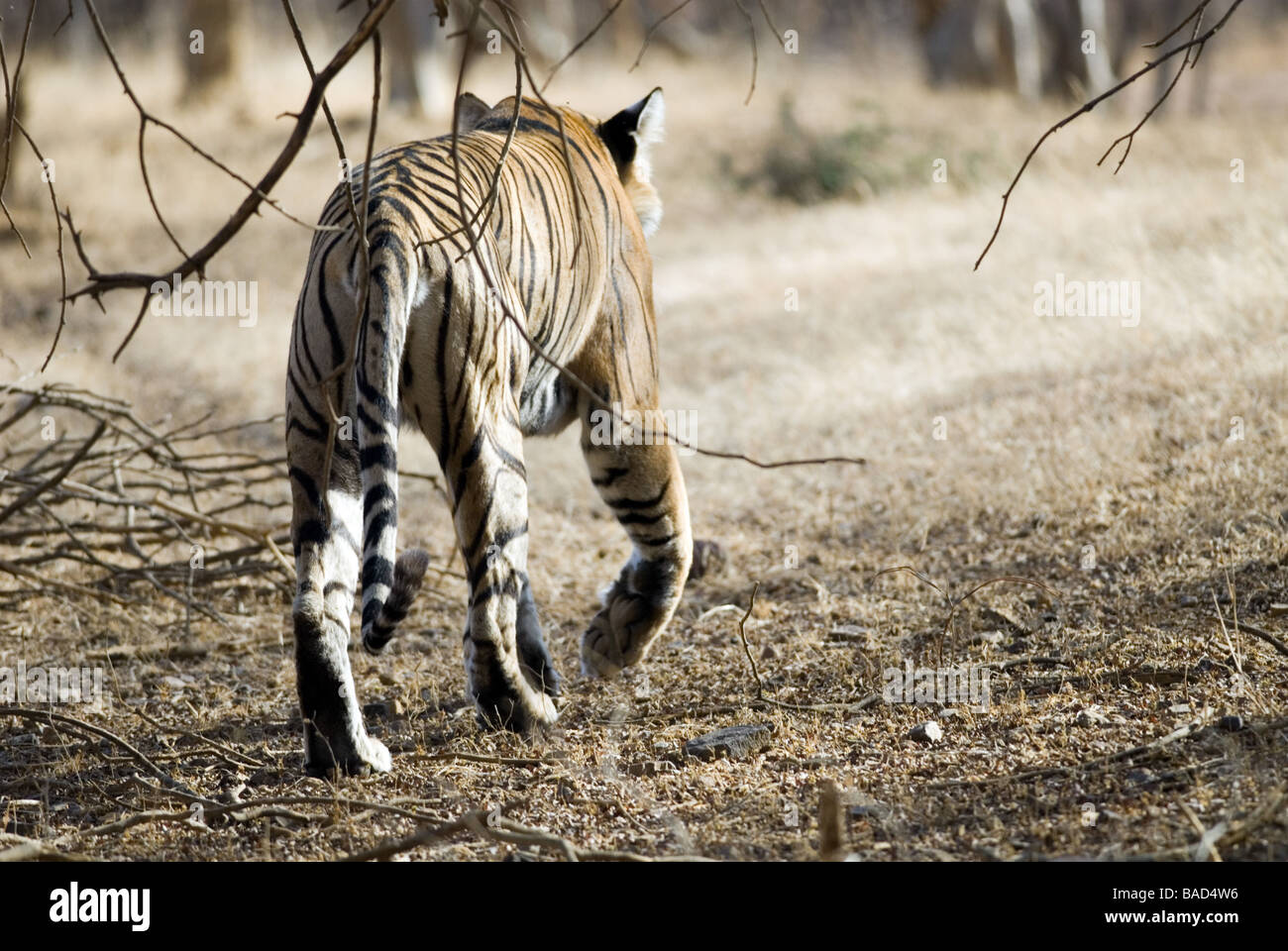 Tiger walking through forest hi-res stock photography and images - Alamy