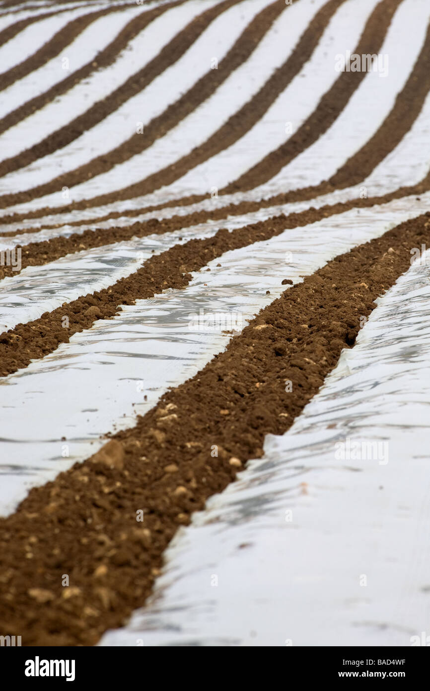 Maize plastic hi-res stock photography and images - Alamy