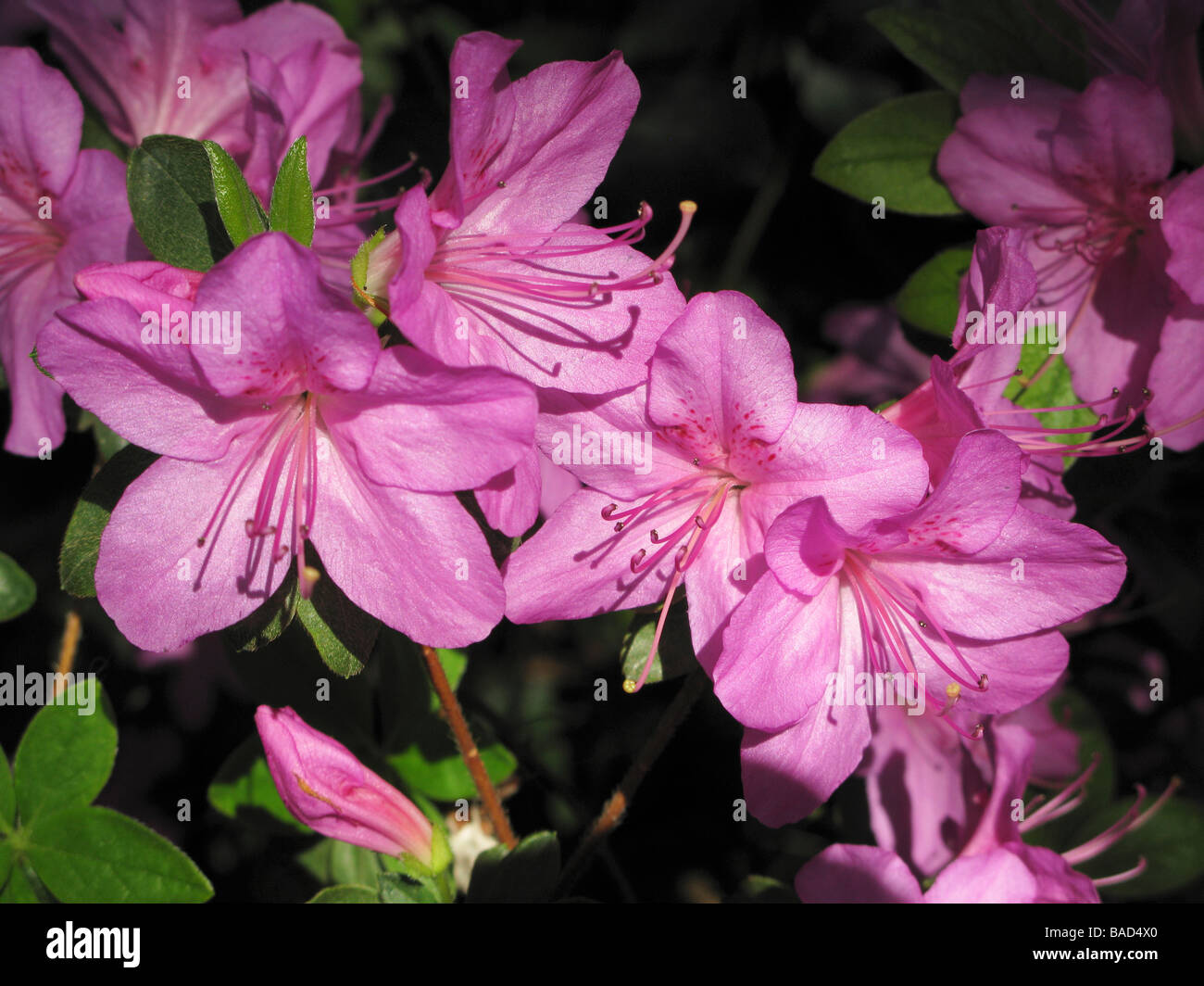 Pink azaleas blossoms hi-res stock photography and images - Alamy