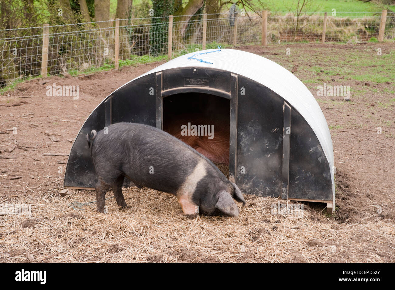 Monk Park Farm zoo type attraction near Thirsk Yorkshire pig and pig ...