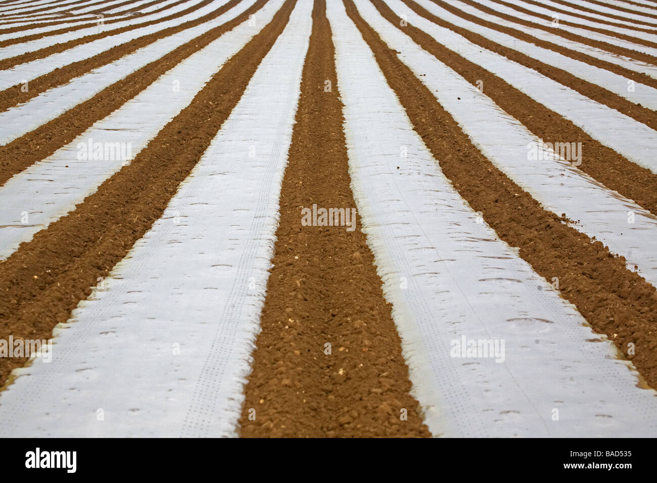 Maize plastic hi-res stock photography and images - Alamy