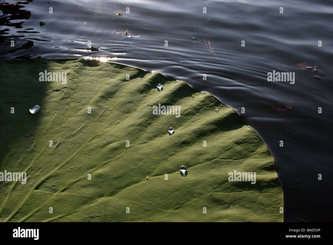 Silver lotus leaves hi-res stock photography and images - Alamy