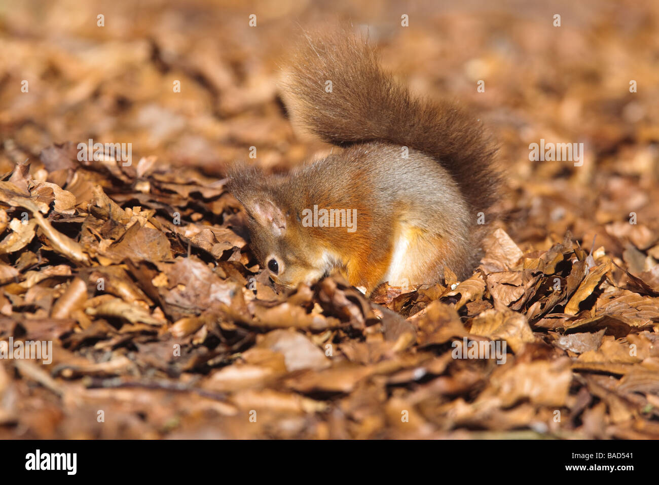Sciurus vulgaris squirrel hi-res stock photography and images - Alamy