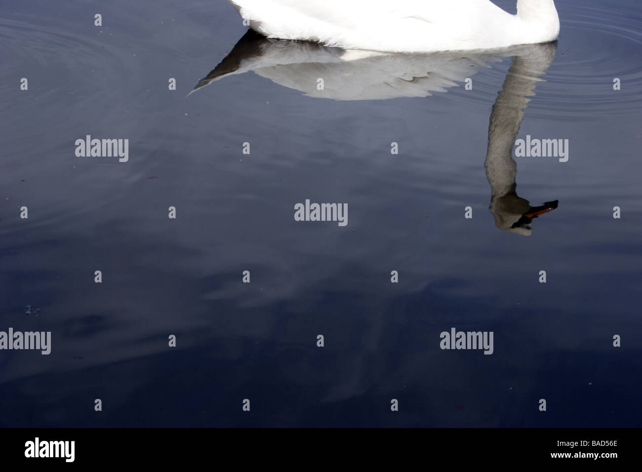 Views of swan hi-res stock photography and images - Alamy