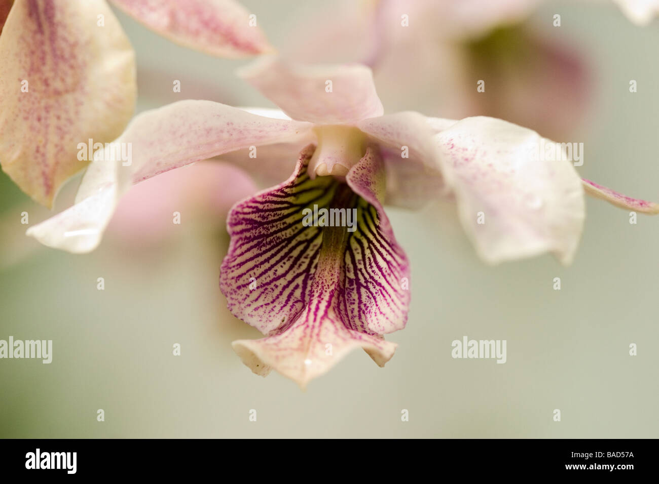 What orchid close up hi-res stock photography and images - Alamy