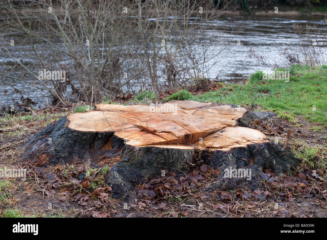 A felled tree by a riverbank Stock Photo - Alamy