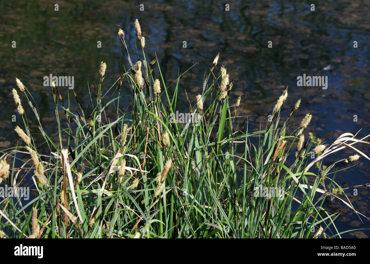 Lesser Pond Sedge, Carex acutiformis, Cyperaceae Stock Photo - Alamy