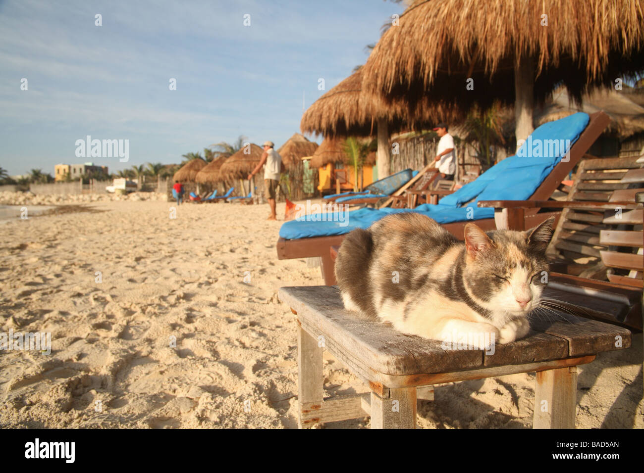 Cat beach chair hi-res stock photography and images - Alamy