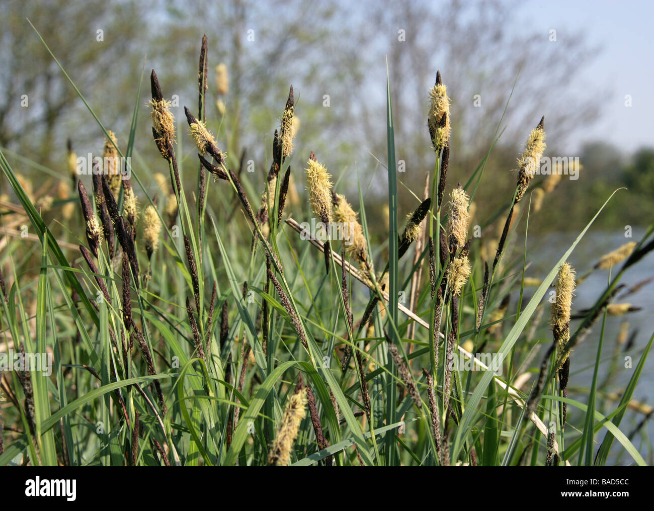 Lesser Pond Sedge, Carex acutiformis, Cyperaceae Stock Photo - Alamy