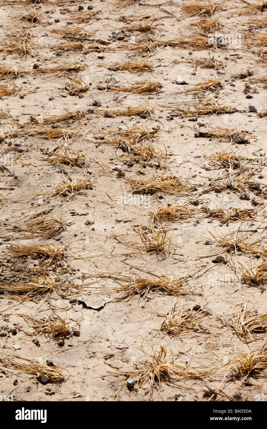 Crops dying in drought conditions brought on by climate change in ...