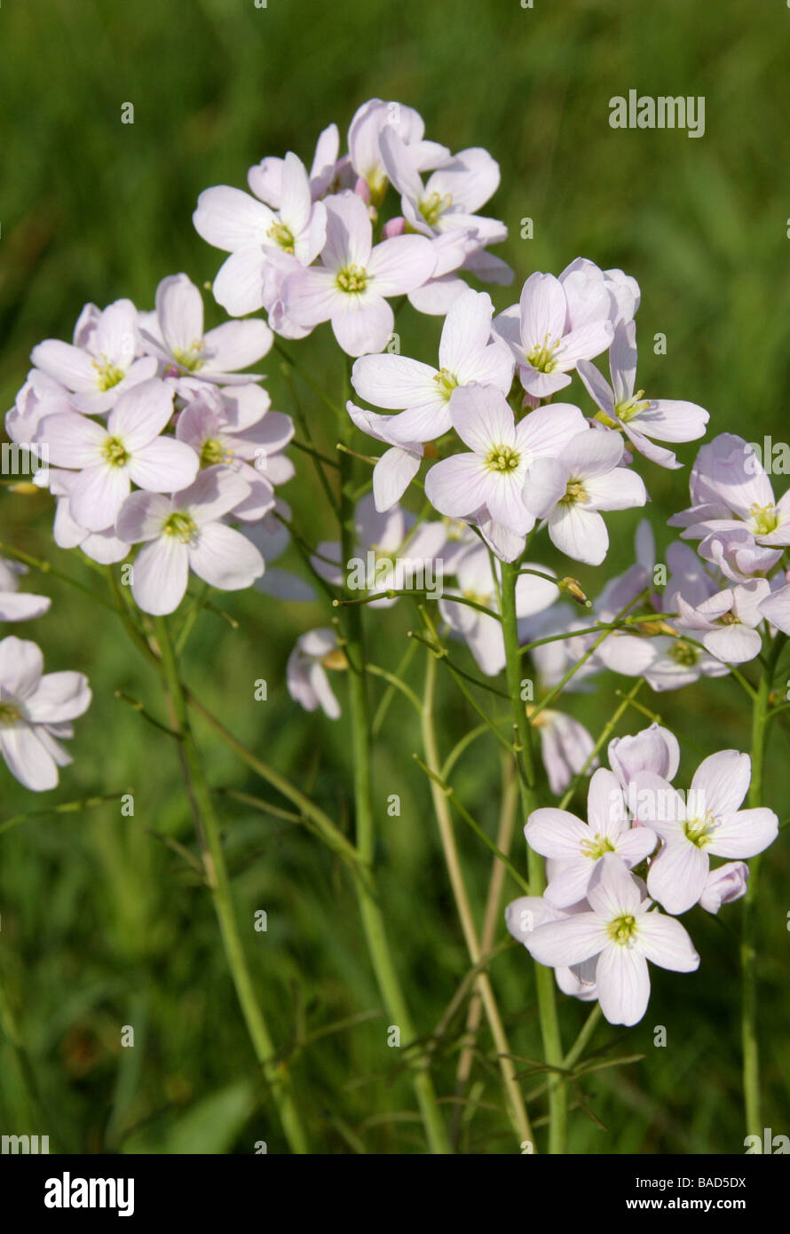 Cuckoo Flower Cardamine pratensis Ladys Smock Brassicaceae Stock Photo ...