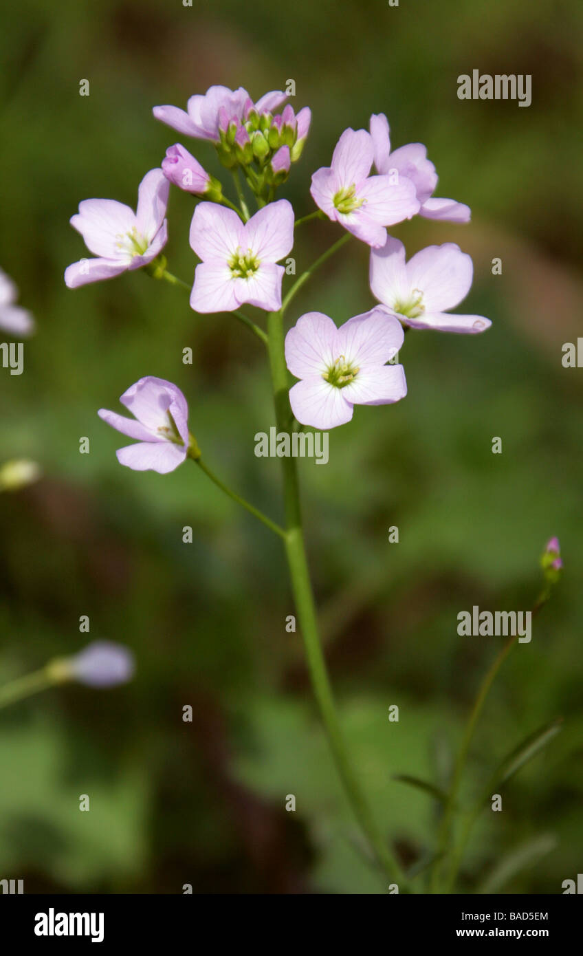 Cuckoo Flower Cardamine pratensis Ladys Smock Brassicaceae Stock Photo ...