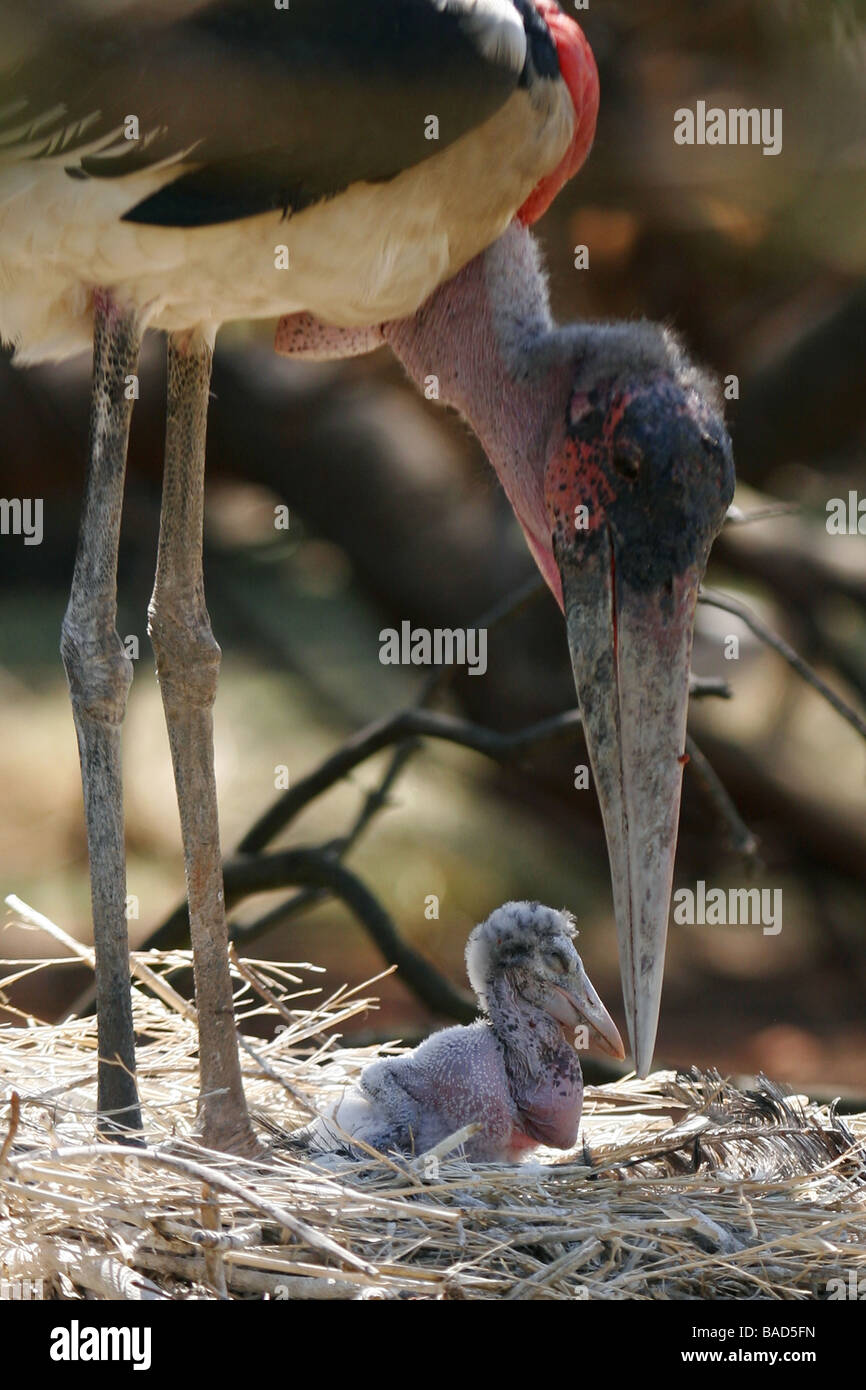 Marabou Stork Baby