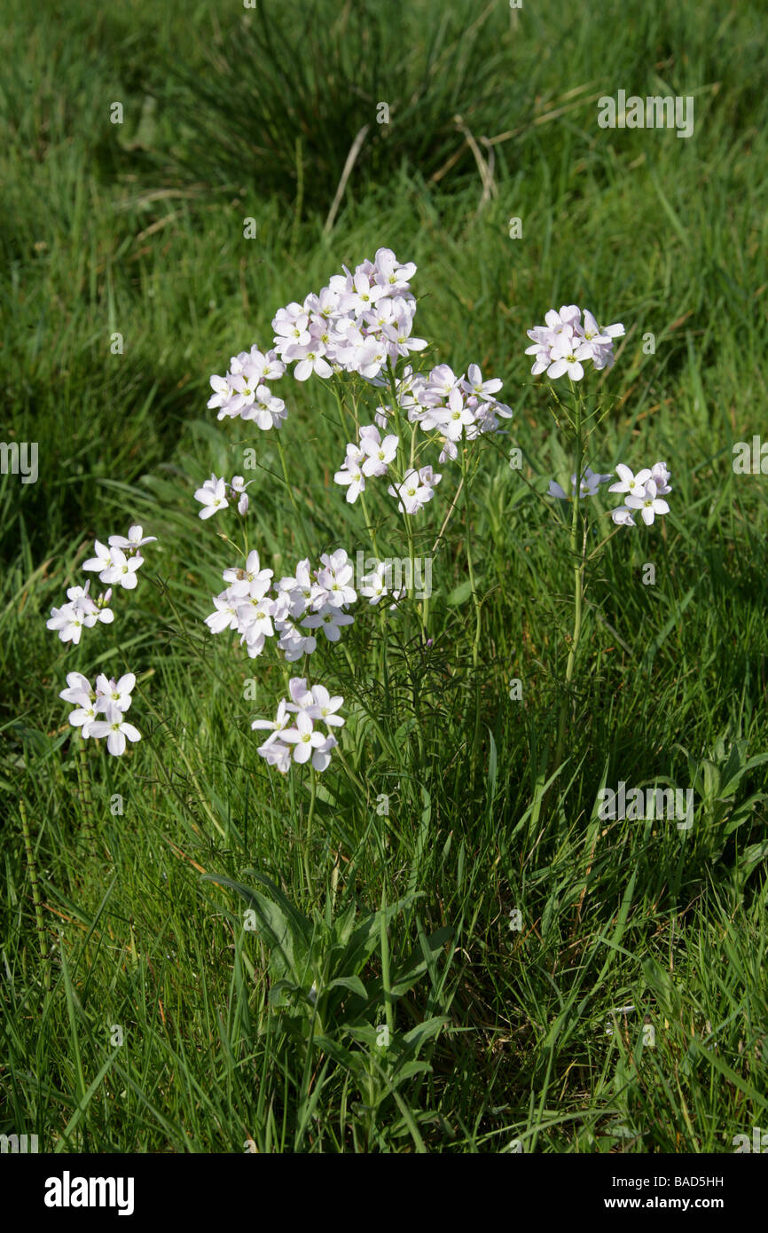 Cuckoo Flower Cardamine pratensis Ladys Smock Brassicaceae Stock Photo ...
