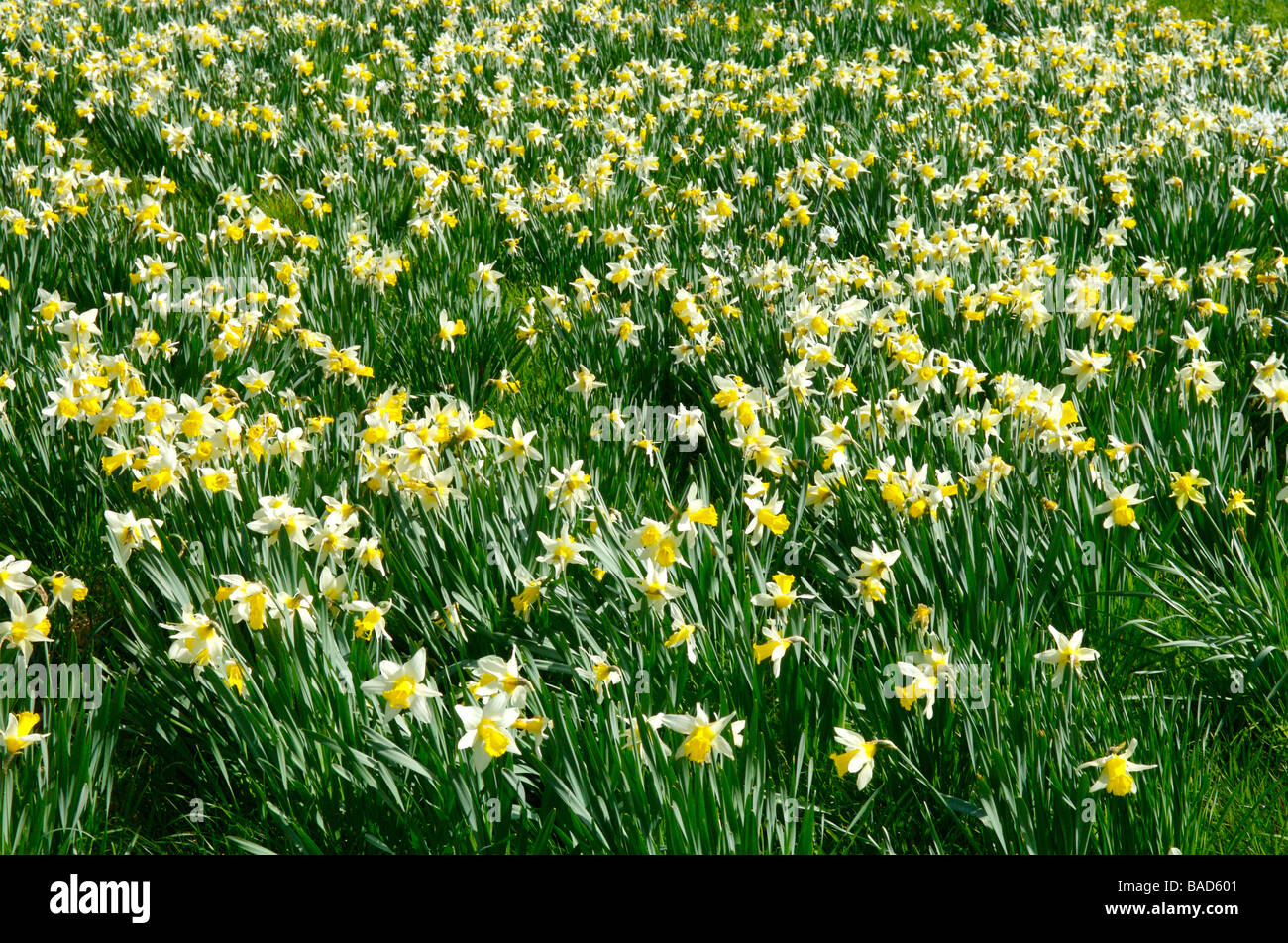 Unpicked daffodils hi-res stock photography and images - Alamy
