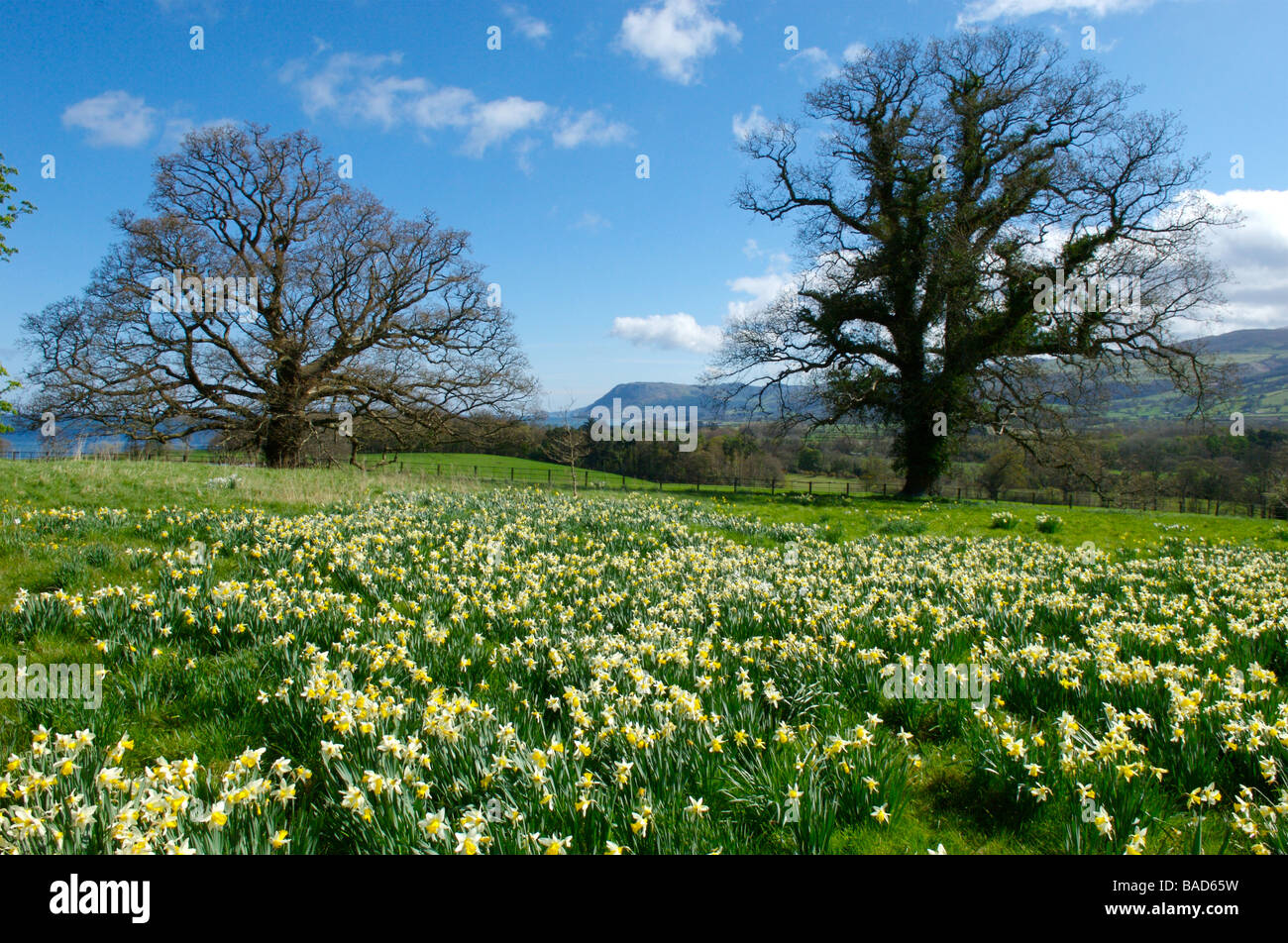 Unpicked daffodils hi-res stock photography and images - Alamy