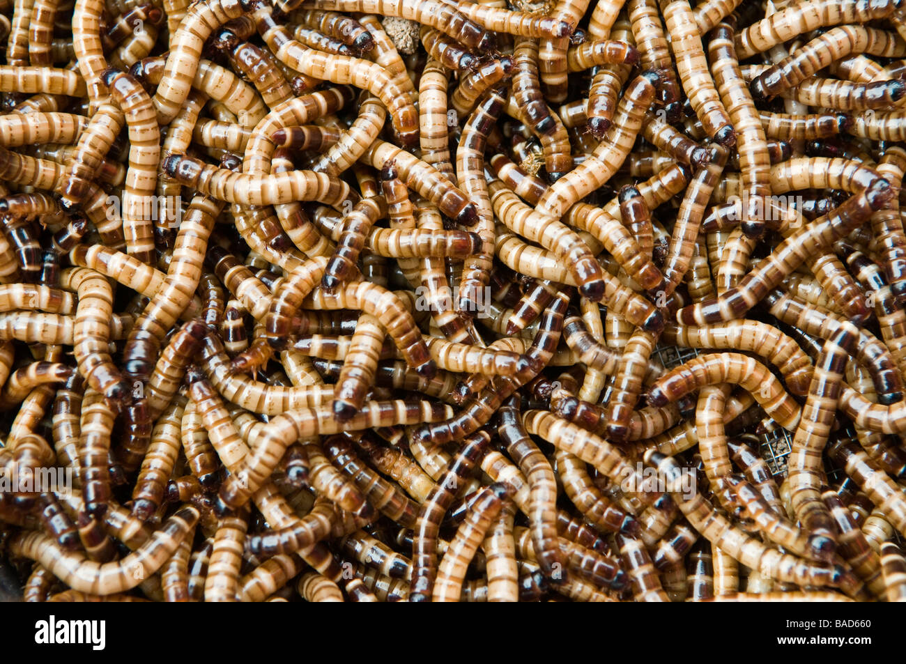China insect food hi-res stock photography and images - Alamy