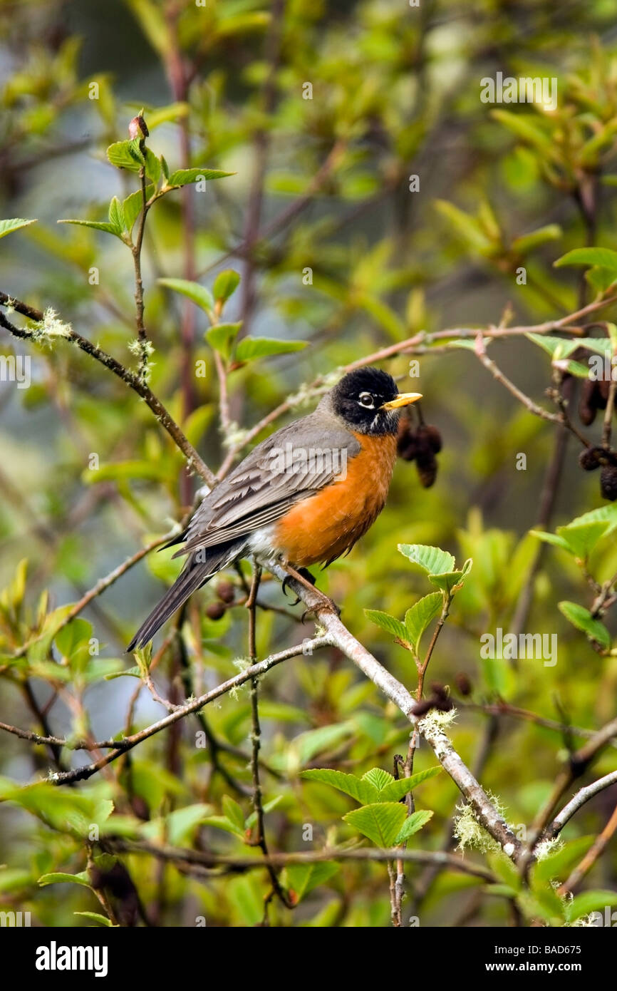 American Robin - Cape Disappointment State Park, Washington Stock Photo ...