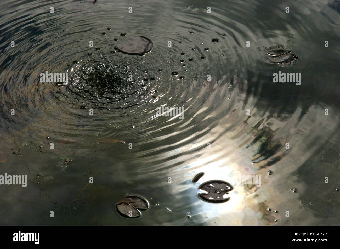 Ripples on a garden pond Stock Photo - Alamy