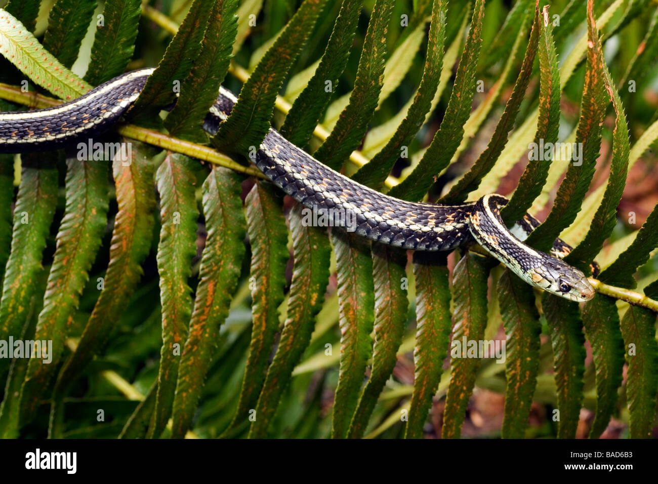 Garter Snake on Fern - Cape Disappointment State Park, Washington Stock ...