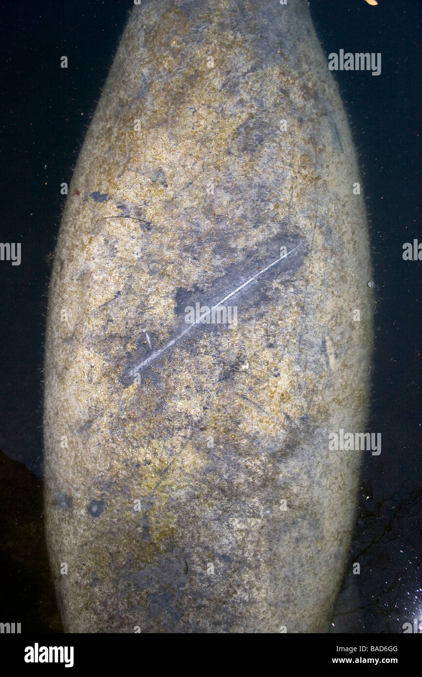 Injured West Indian Manatee,Trichechus manatus, with boat propeller ...